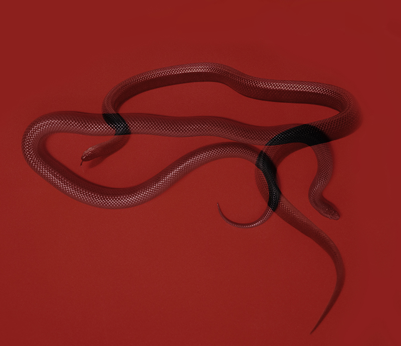 Pilot Snake – Piper Olivas