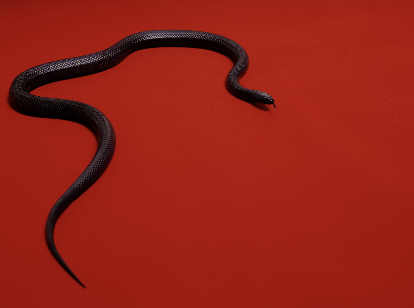 Pilot Snake – Piper Olivas